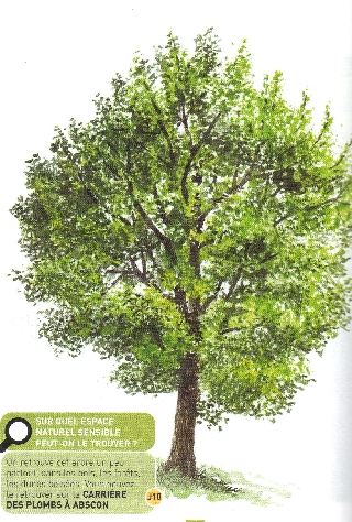 Le nom des arbres - Environnement - France Prévention La Suite